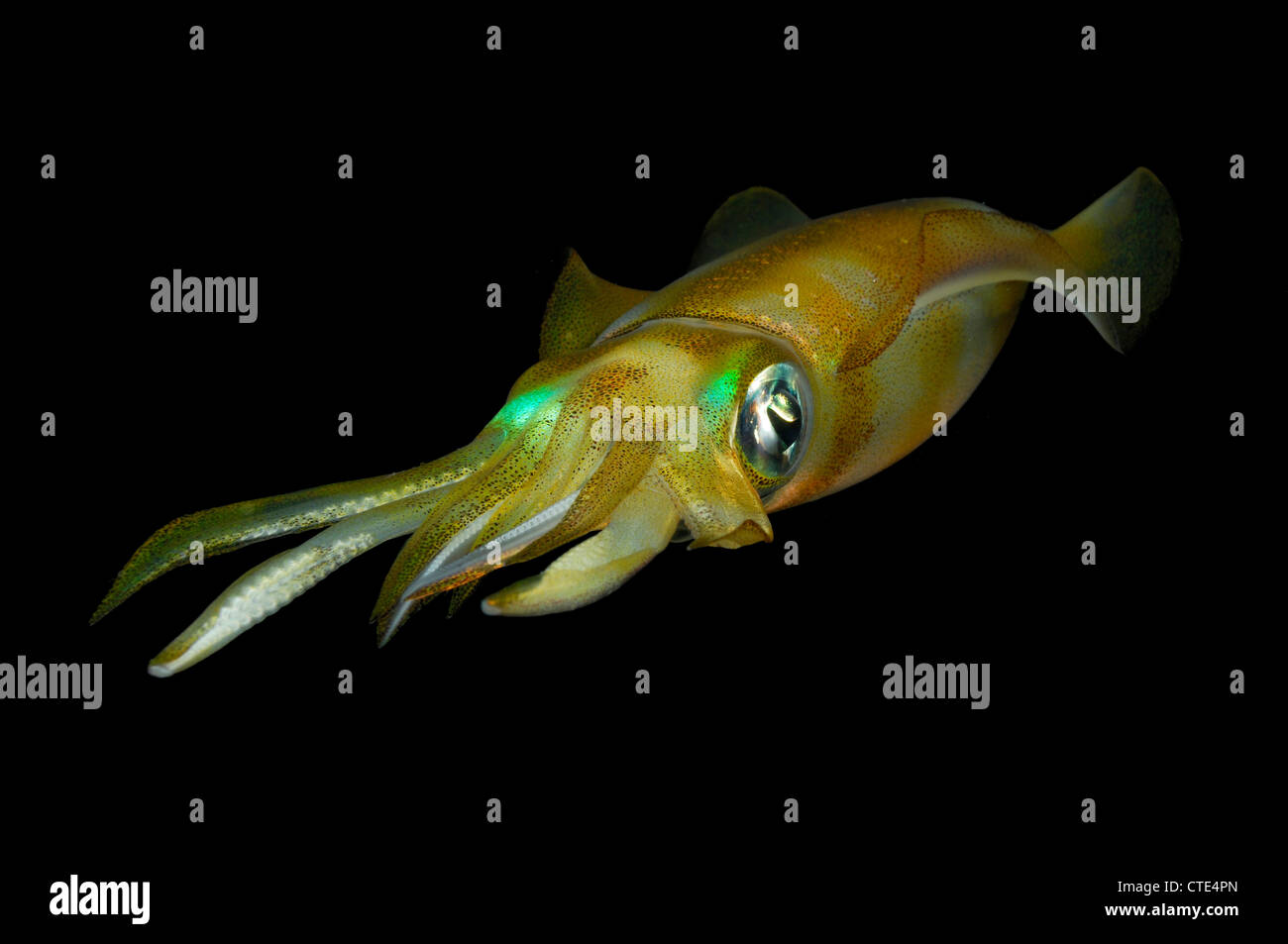 Squid at Night, Loligo vulgaris, Alor, Indonesia Stock Photo - Alamy