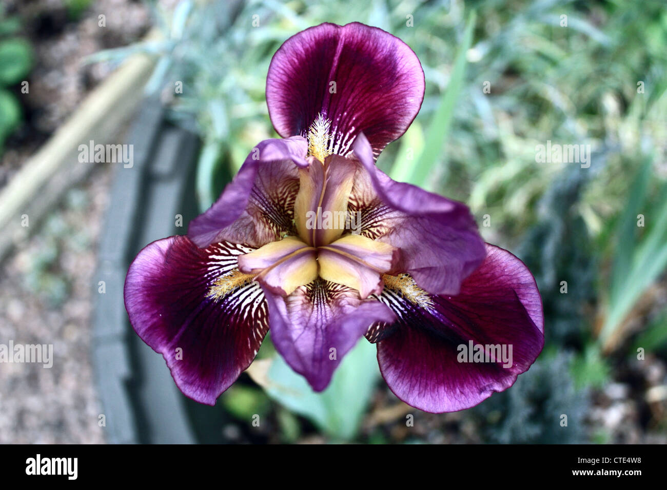 Bearded iris hi-res stock photography and images - Alamy
