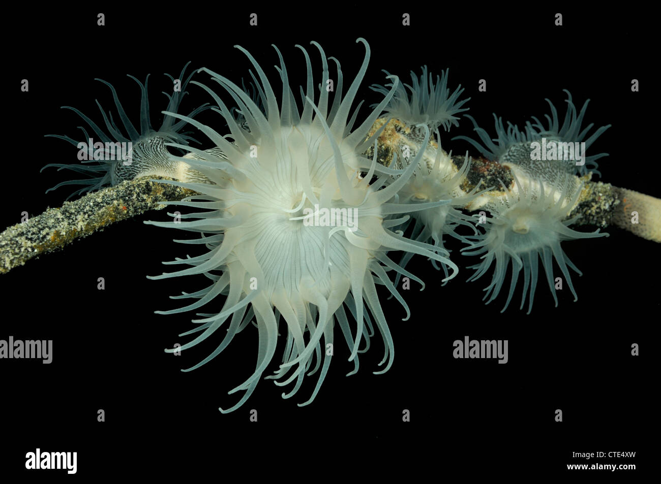 Nemanthus Annamensis High Resolution Stock Photography and Images - Alamy