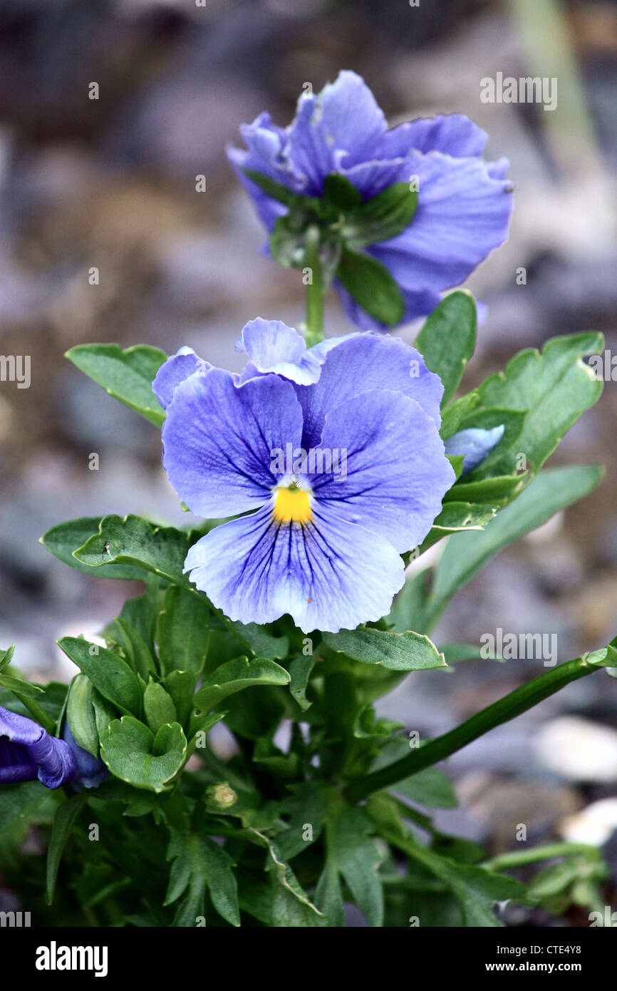 Pansy vivid color hi-res stock photography and images - Alamy