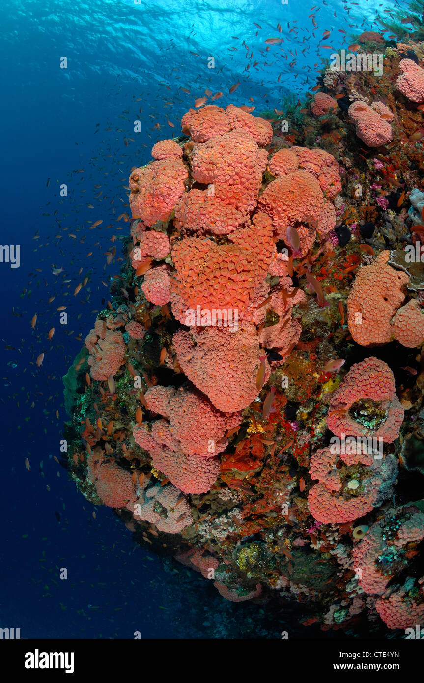Orange Cave Coral Colony, Tubastrea faulkneri, Alor, Indonesia Stock ...