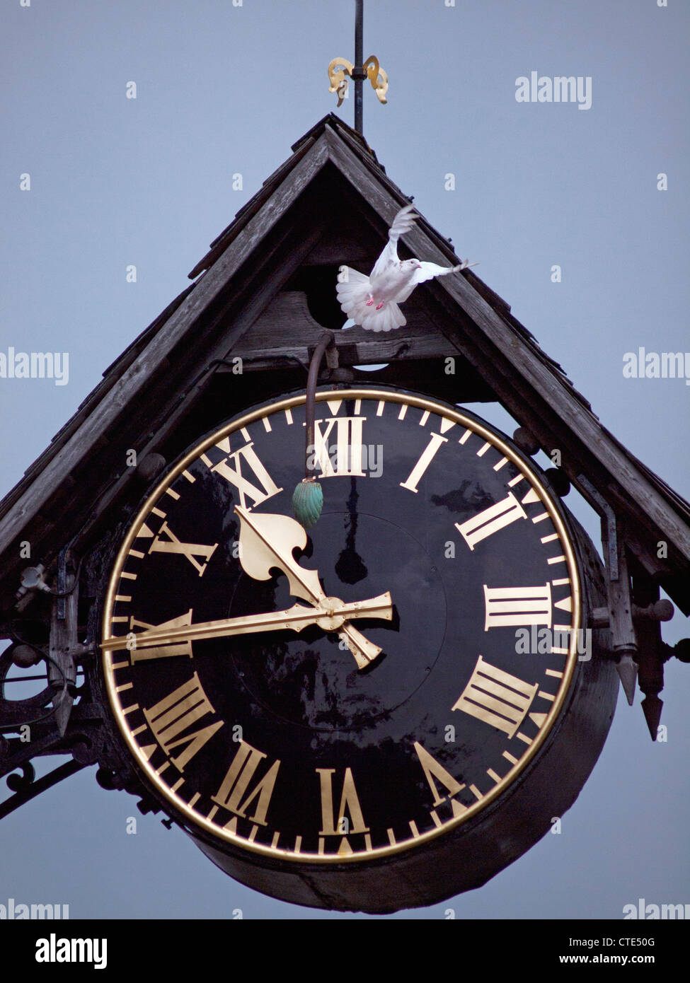 A dove exits a public clock in Lewes,East Sussex Stock Photo - Alamy