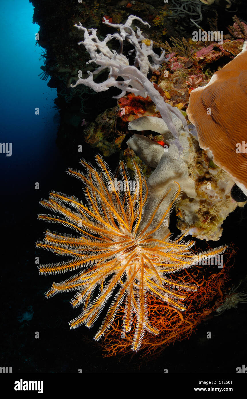 Alor star hi-res stock photography and images - Alamy