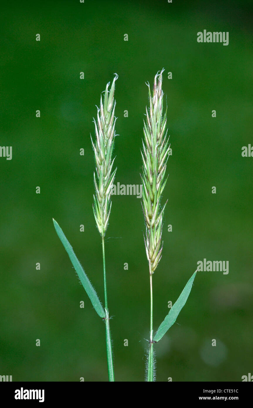 SWEET VERNAL-GRASS Anthoxanthum odoratum Stock Photo - Alamy