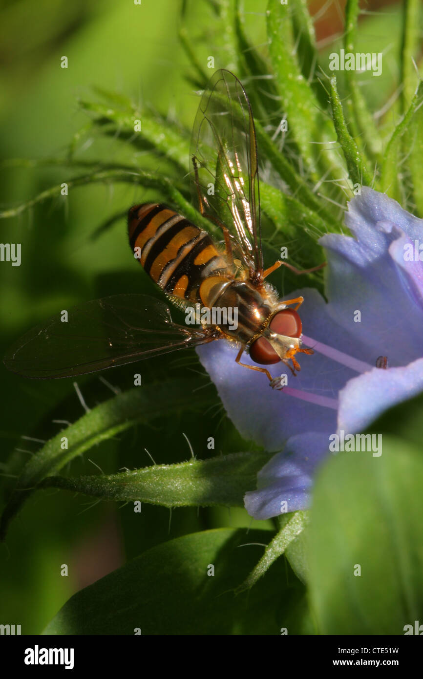Hover fly collecting pollen Stock Photo - Alamy