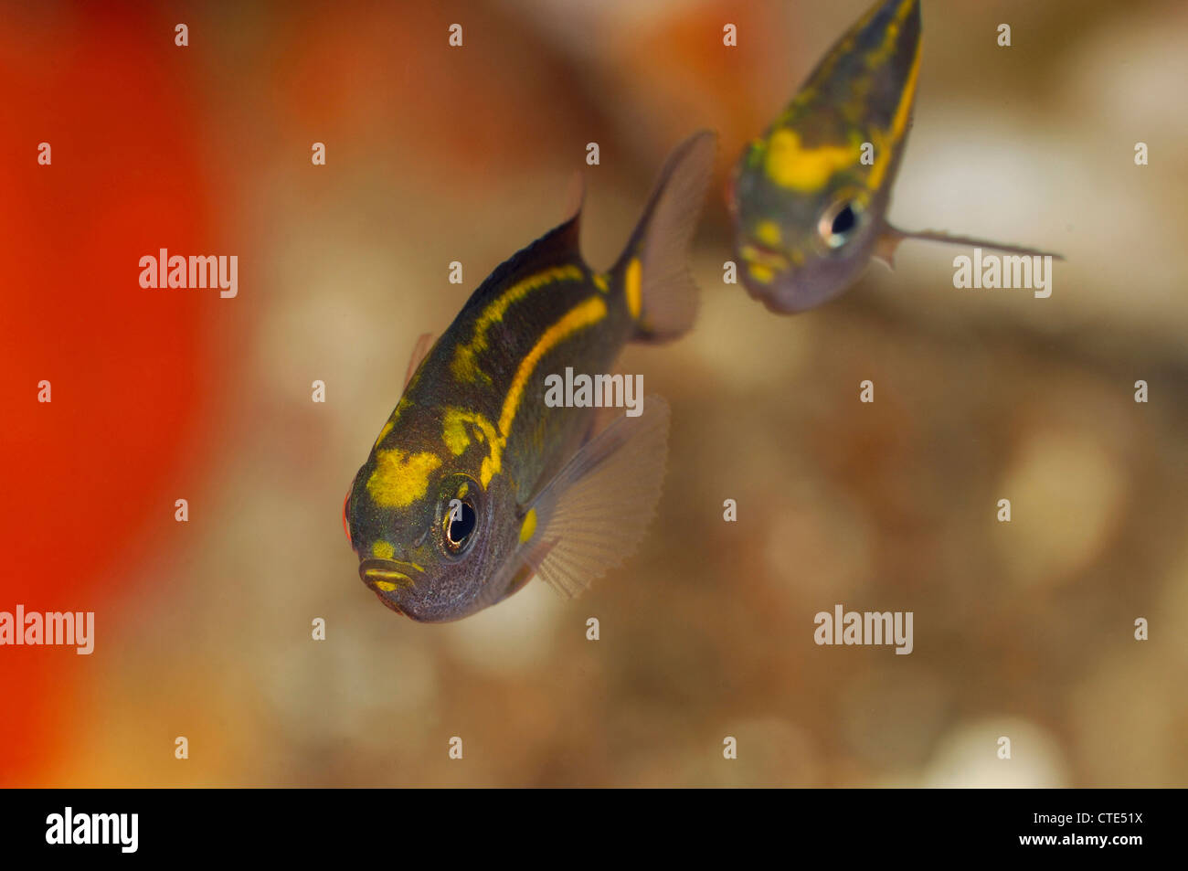 Spiny Chromis, Acanthochromis polycanthus, Alor, Indonesia Stock Photo ...