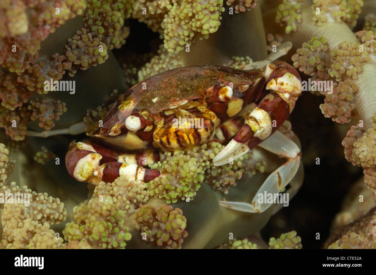 Coral crab, Lissocarcinus leavis, Alor, Indonesia Stock Photo - Alamy