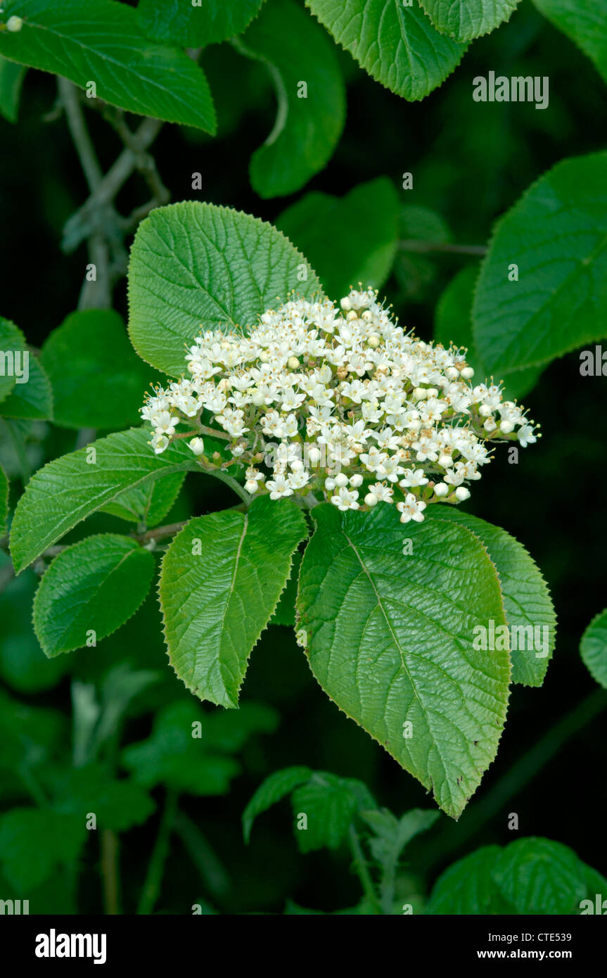 WAYFARING-TREE Viburnum lantana (Caprifoliaceae Stock Photo - Alamy