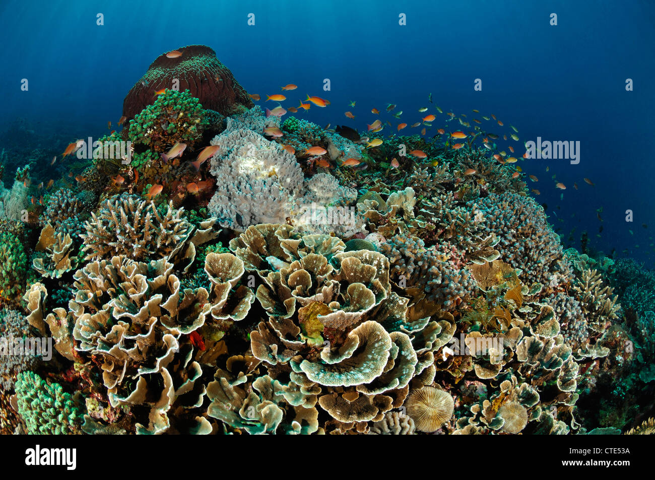 Coral Reef, Alor, Indonesia Stock Photo - Alamy