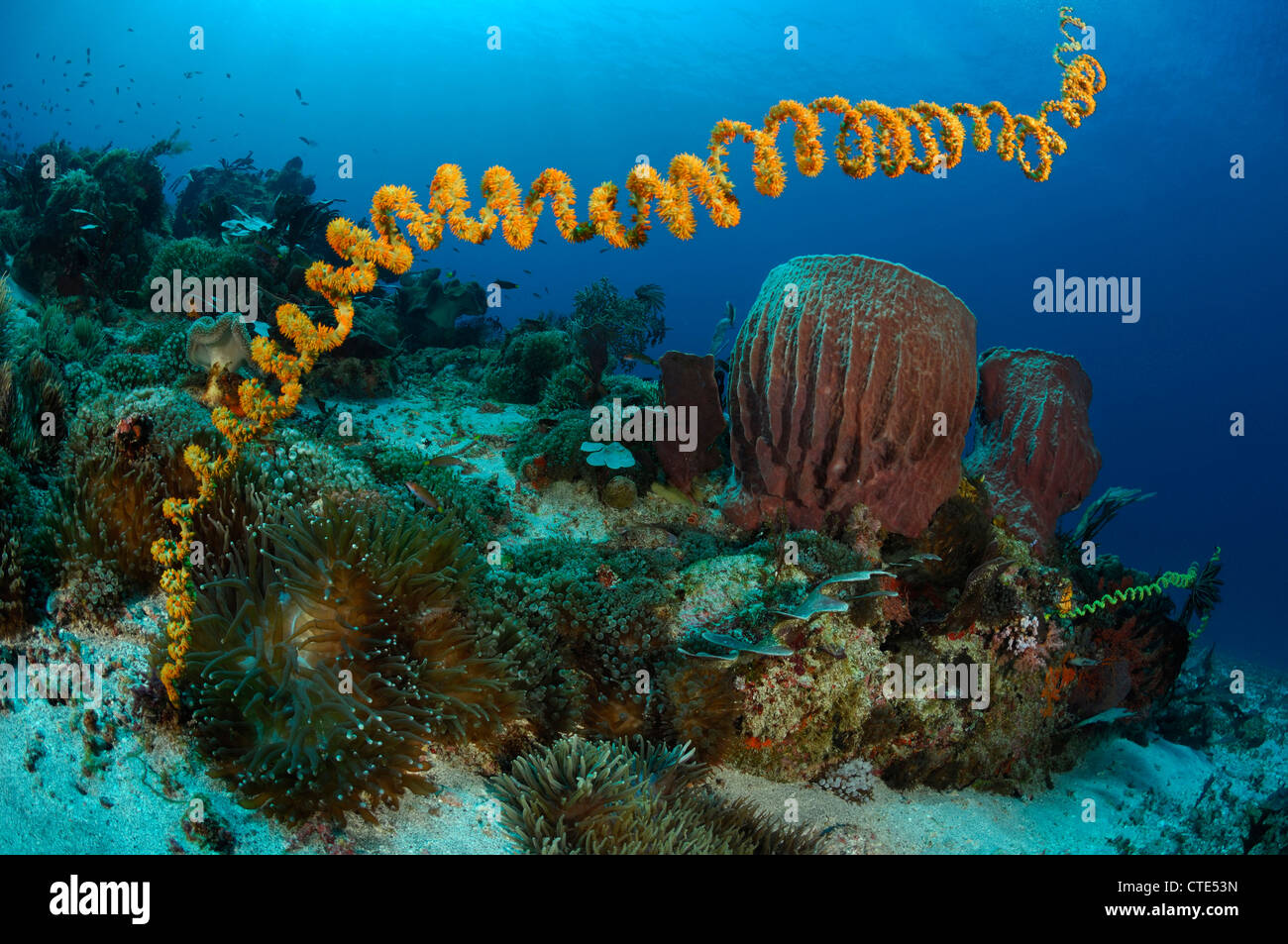 Spiral Wire Coral, Cirrhipathes spiralis, Alor, Indonesia Stock Photo ...