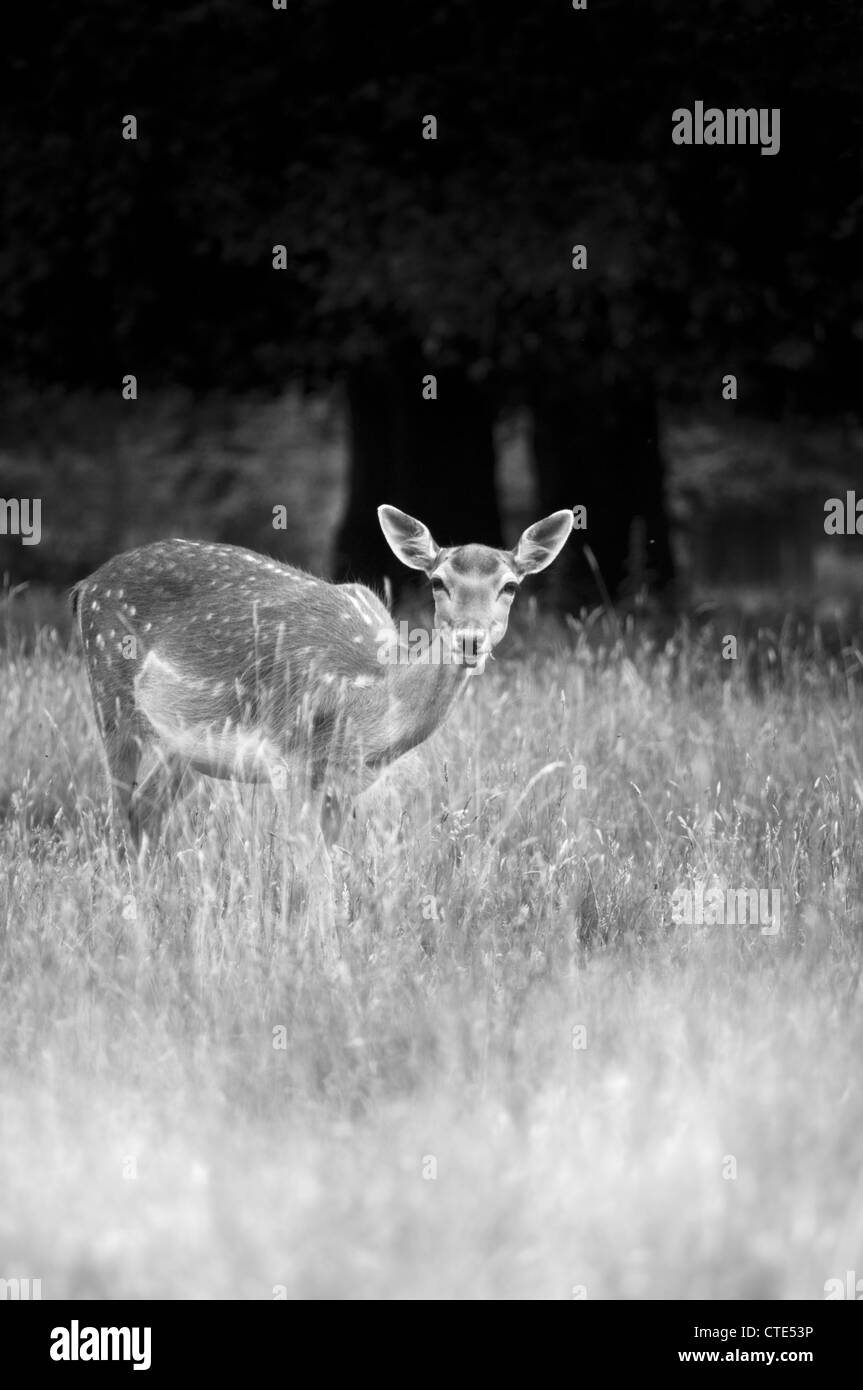 Fallow deer doe Black and White Stock Photos & Images - Alamy