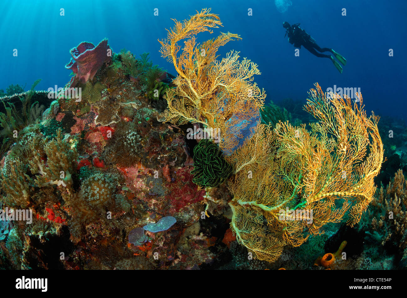 Giant Sea Fan, Melithaea sp., Alor, Indonesia Stock Photo - Alamy