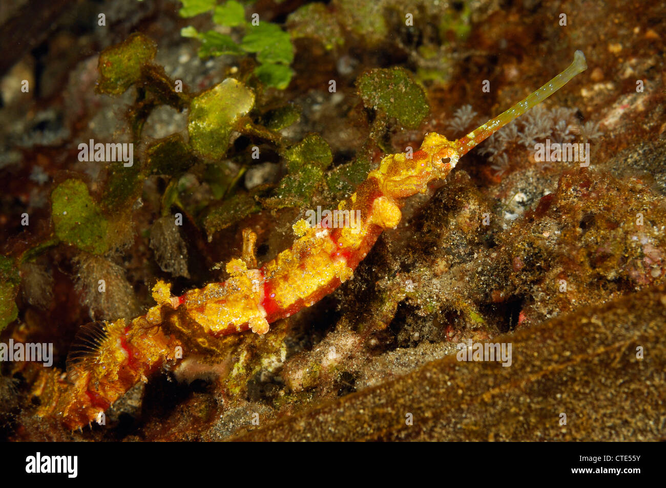 Yellow Ornate Pipefish, Halicampus macrorhynchus, Alor, Indonesia Stock ...