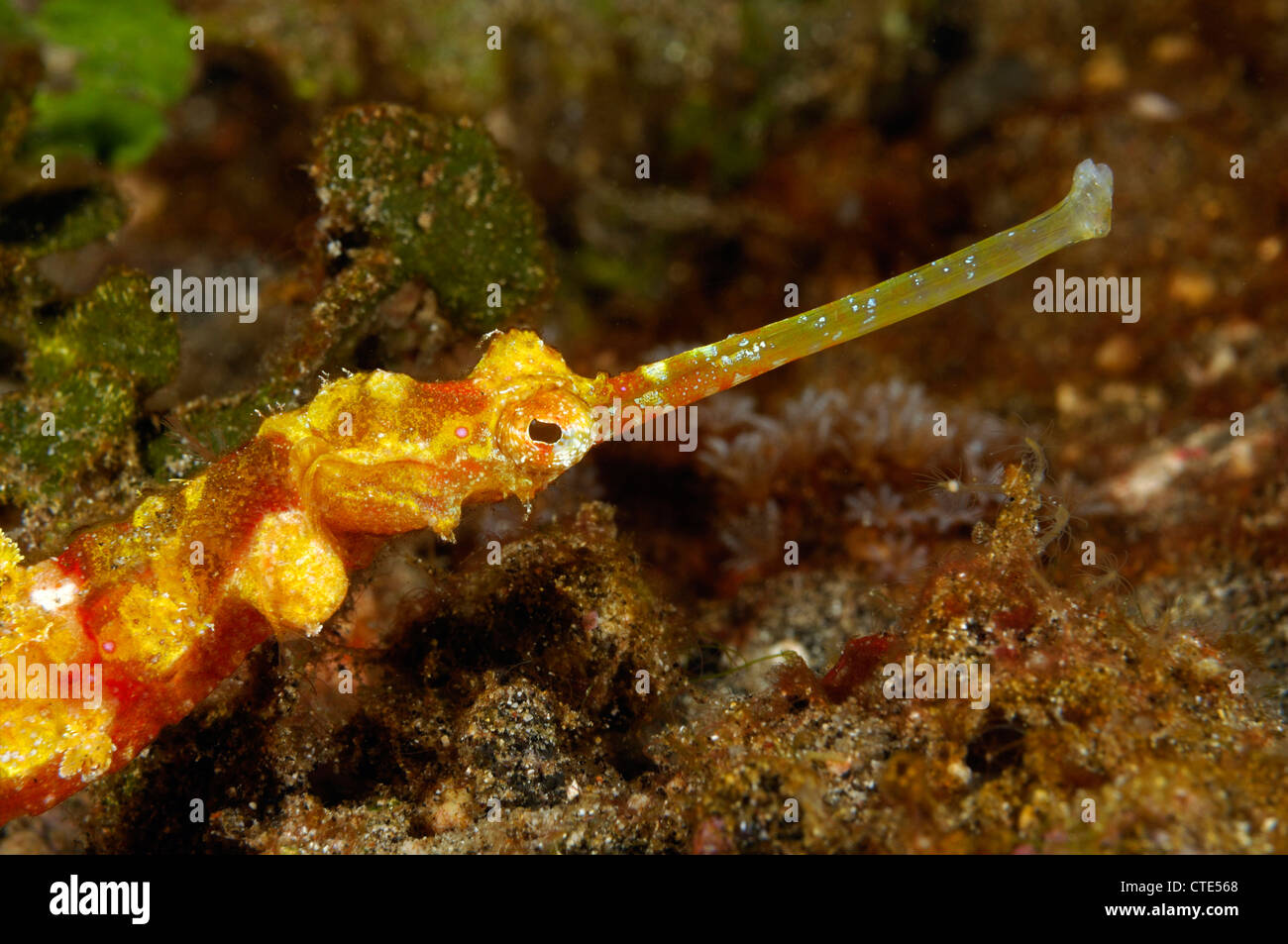 Yellow Ornate Pipefish, Halicampus macrorhynchus, Alor, Indonesia Stock ...