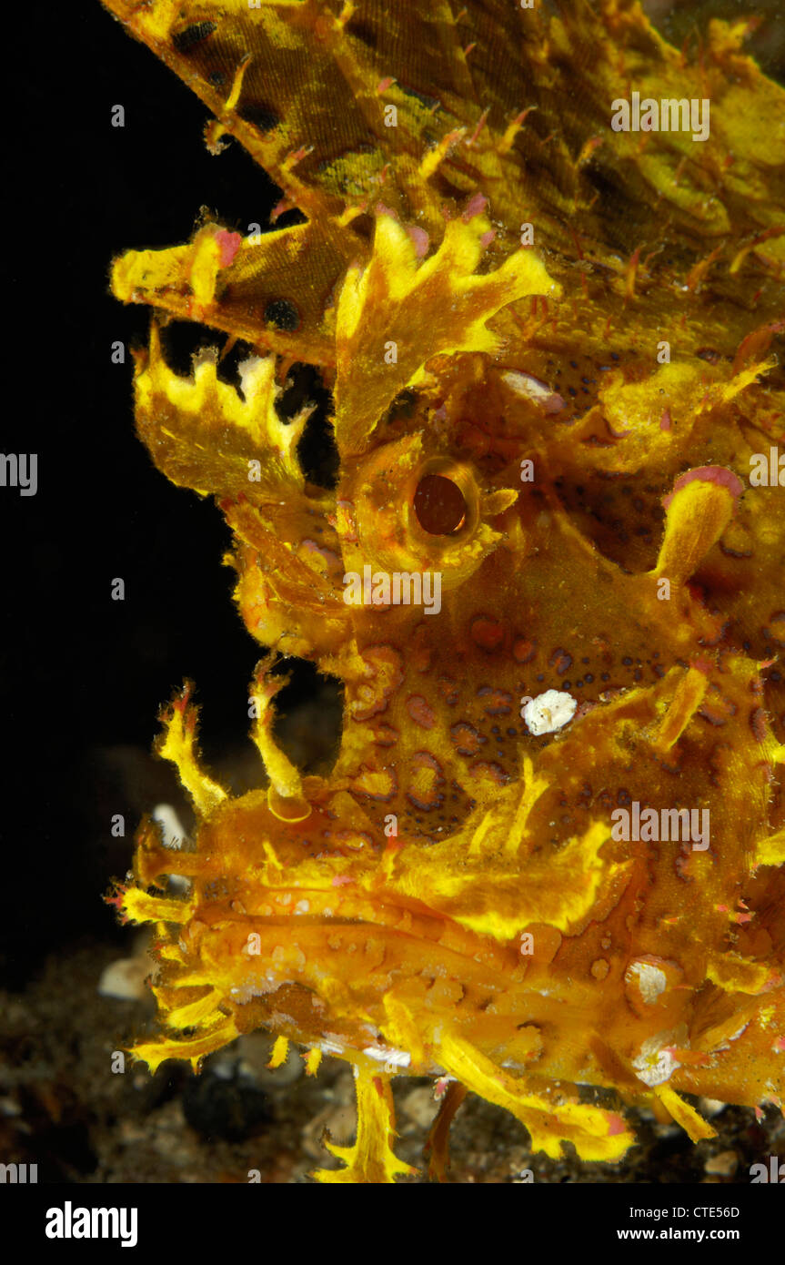 Weedy Scorpionfish, Rhinopias frondosa, Alor, Indonesia Stock Photo - Alamy