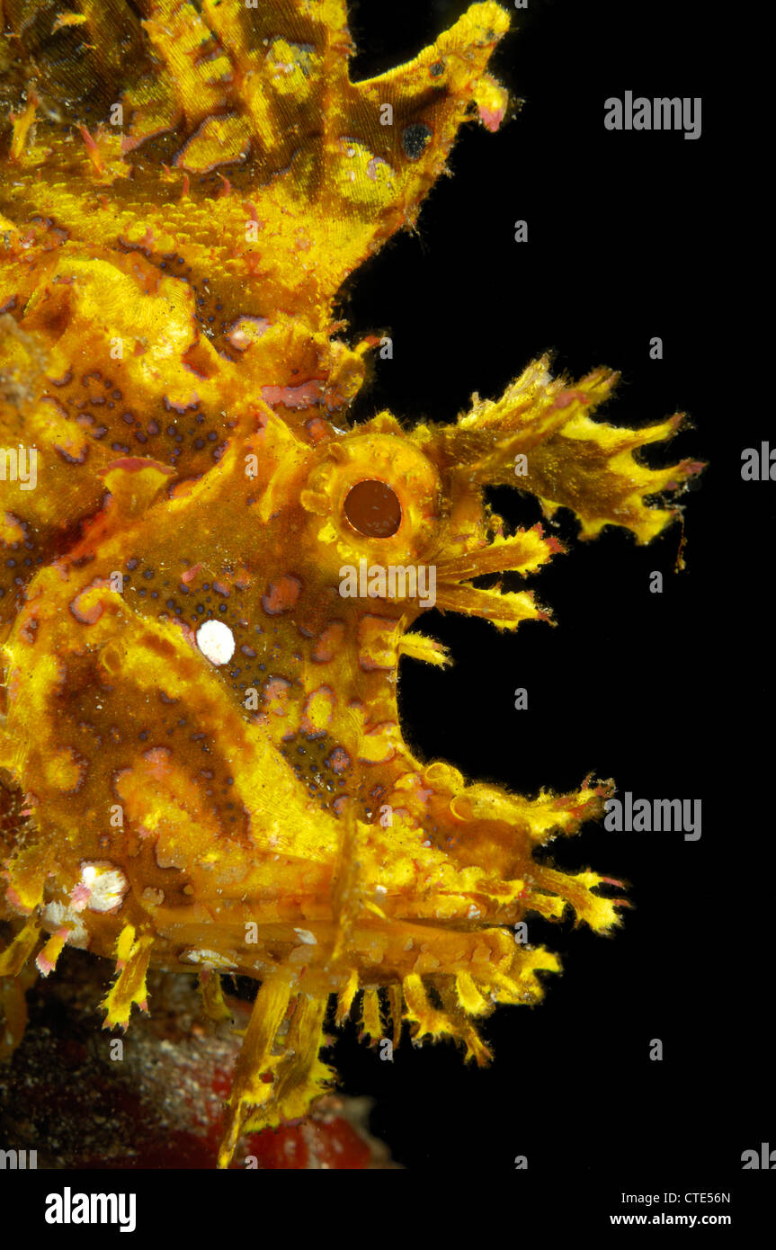 Weedy Scorpionfish, Rhinopias frondosa, Alor, Indonesia Stock Photo - Alamy