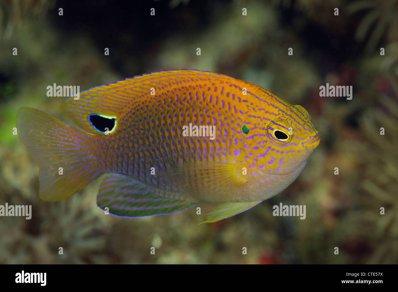 Princess Damsel, Pomacentrus vaiuli, Alor, Indonesia Stock Photo - Alamy