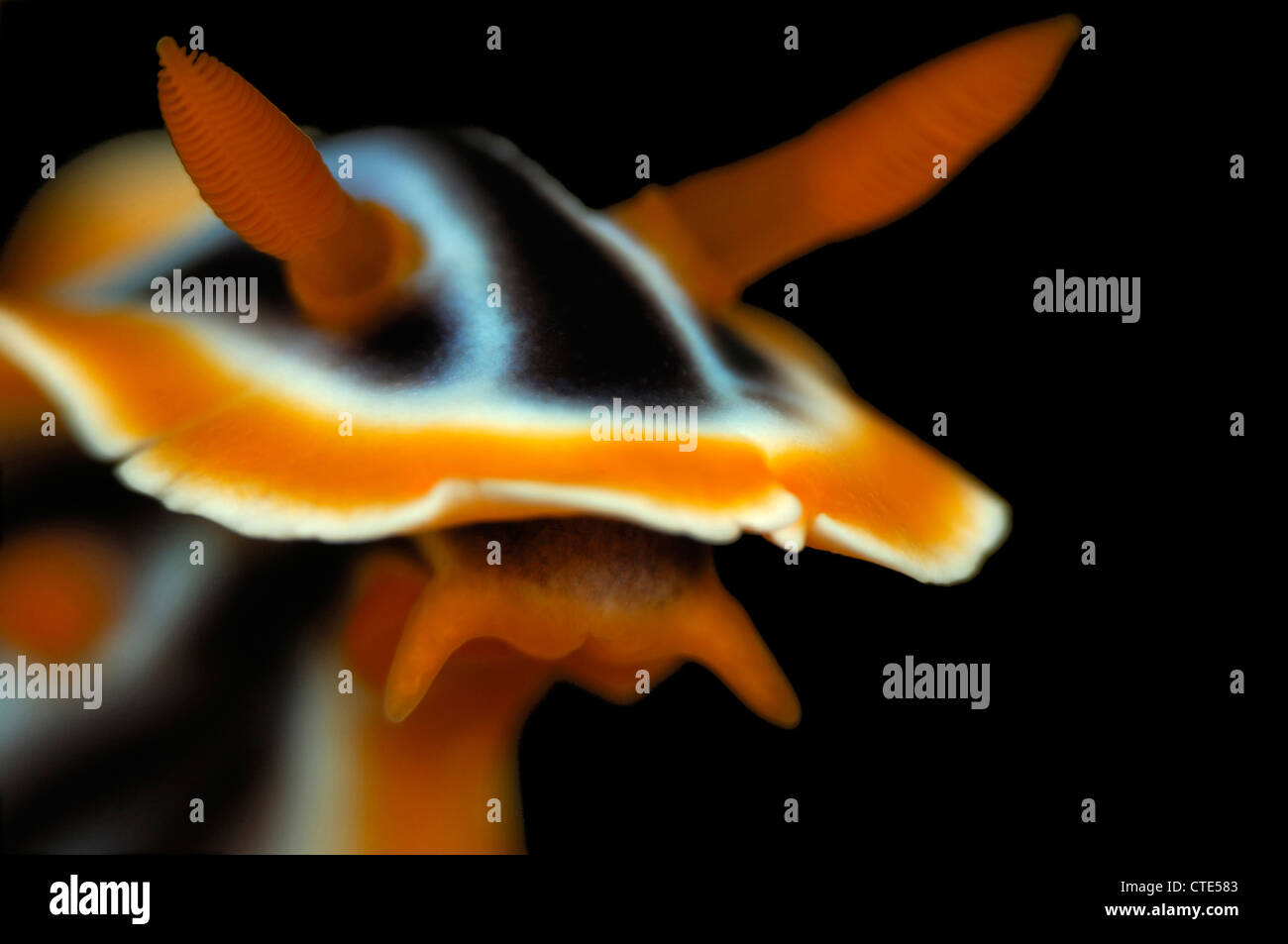 Magnificent Nudibranch, Chromodoris magnifica, Alor, Indonesia Stock ...