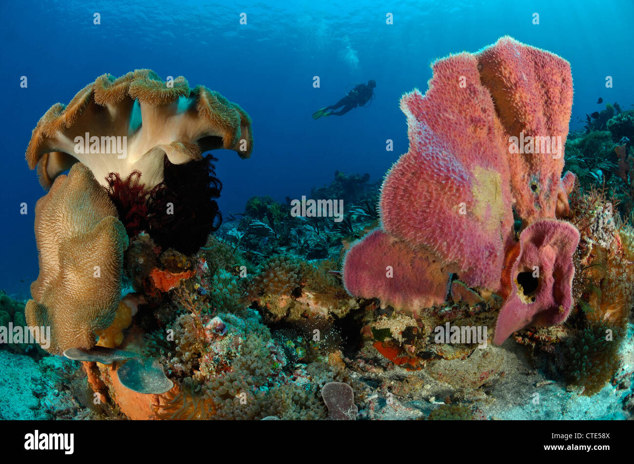 Indopacific Coral Reef, Alor, Indonesia Stock Photo - Alamy