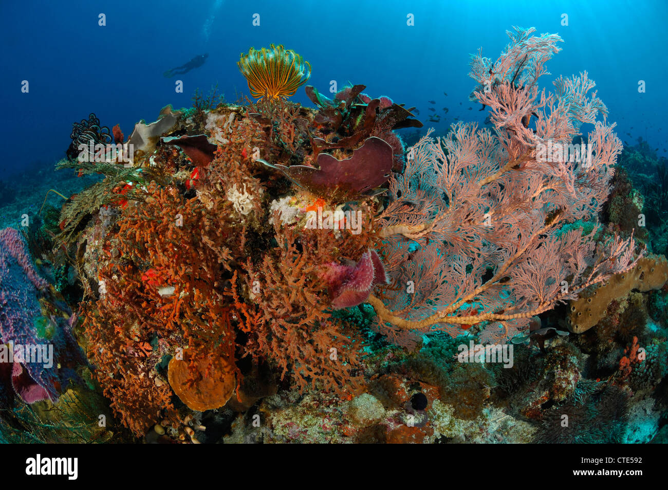Indopacific Coral Reef, Alor, Indonesia Stock Photo - Alamy