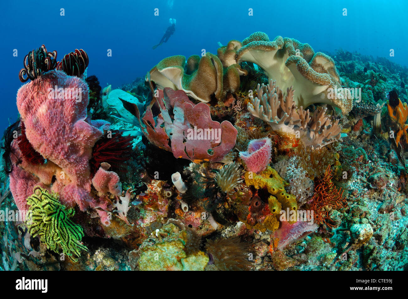 Indopacific Coral Reef, Alor, Indonesia Stock Photo - Alamy