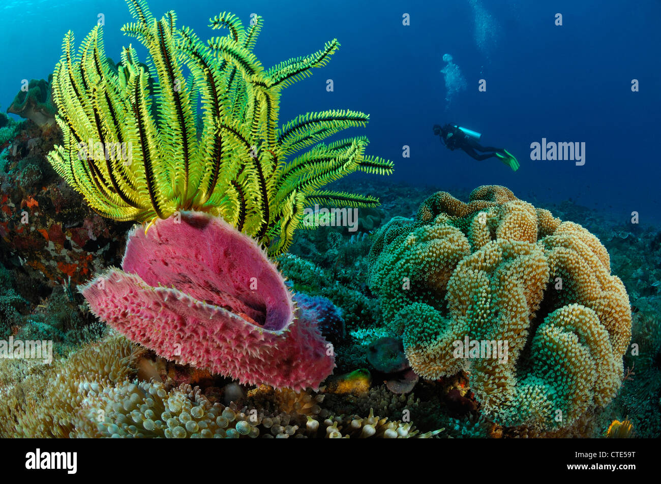 Indopacific Coral Reef, Alor, Indonesia Stock Photo - Alamy