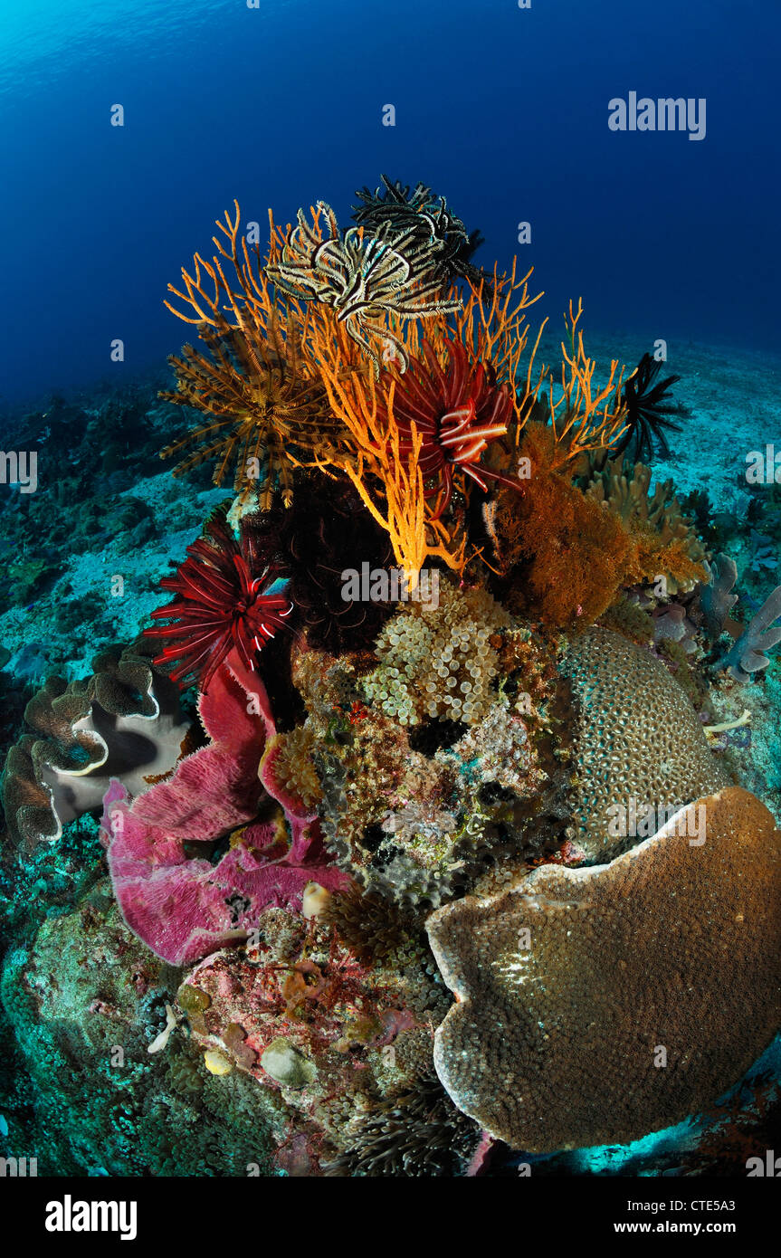 Indopacific Coral Reef, Alor, Indonesia Stock Photo - Alamy