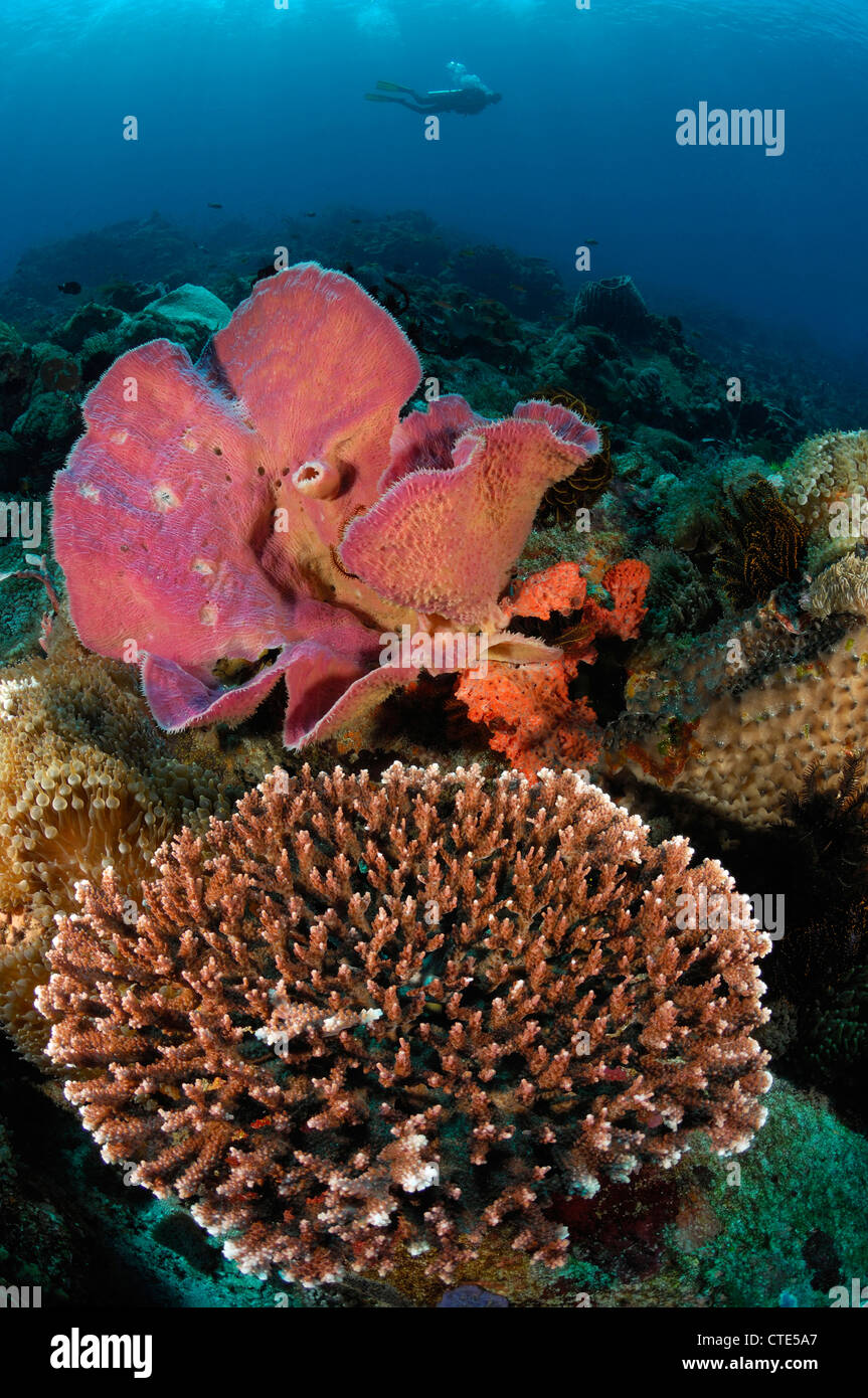 Indopacific Coral Reef, Alor, Indonesia Stock Photo - Alamy