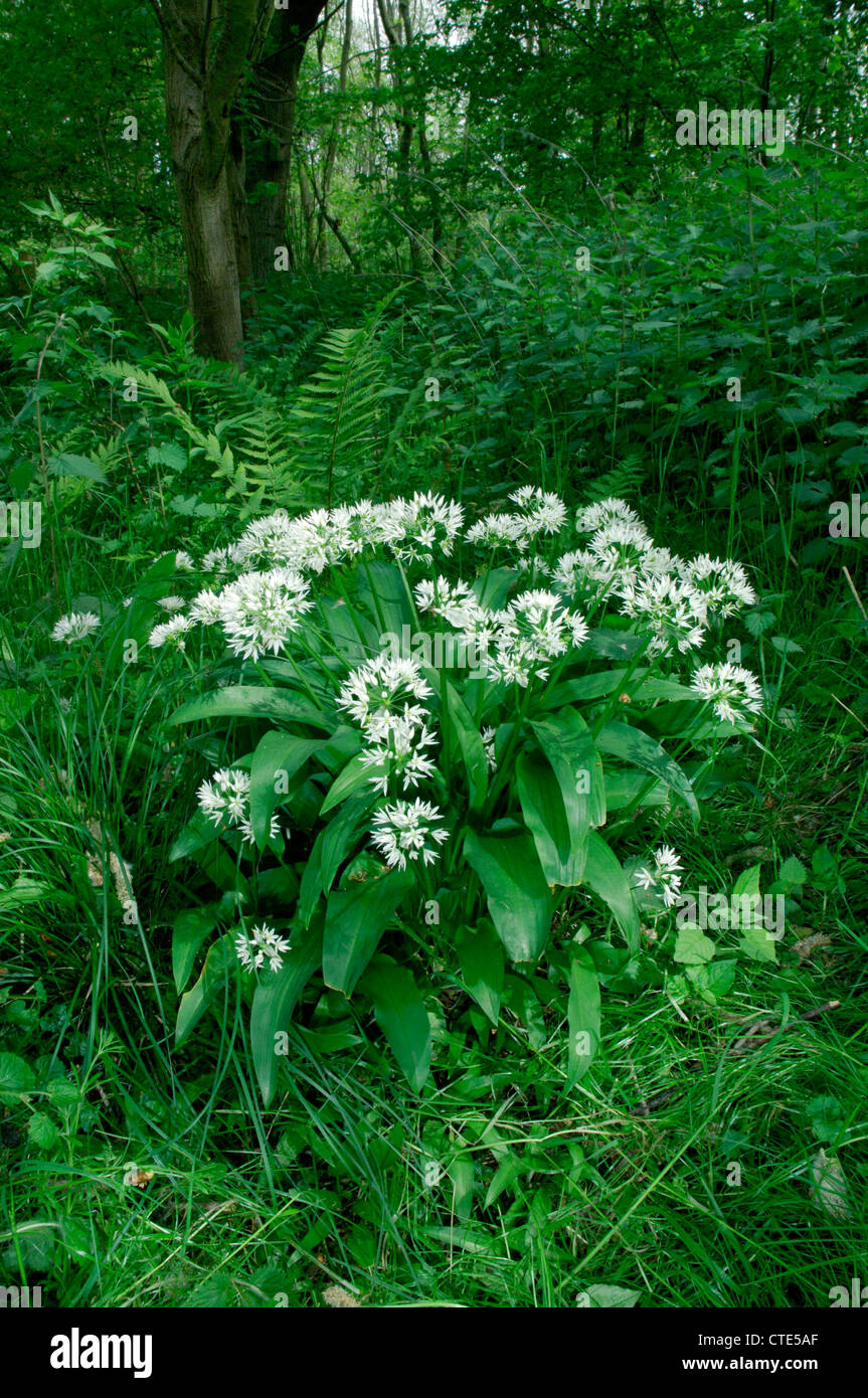 Woodlands ramsons hi-res stock photography and images - Alamy