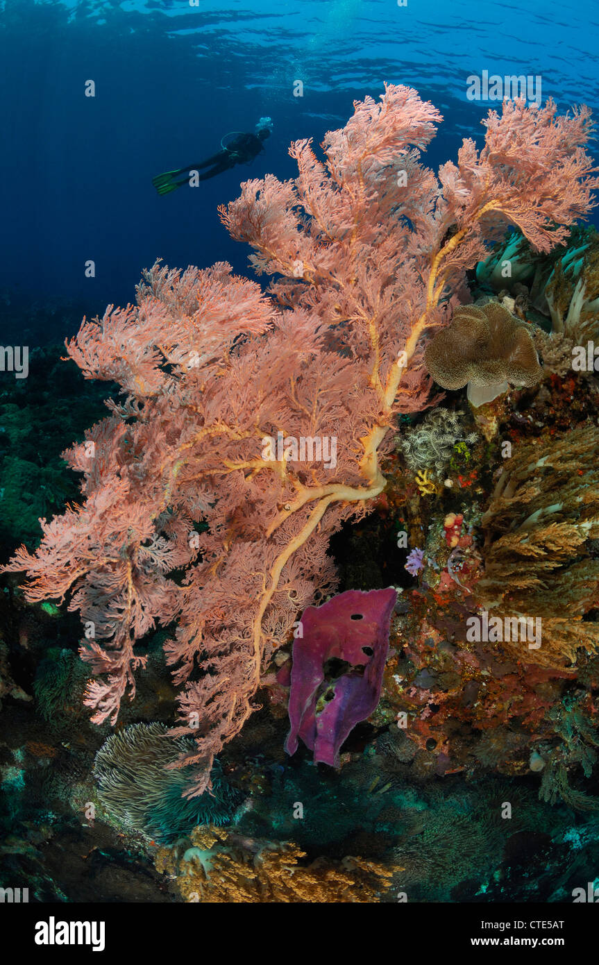 Sea Fan in Coral Reef, Melithaea sp., Alor, Indonesia Stock Photo - Alamy