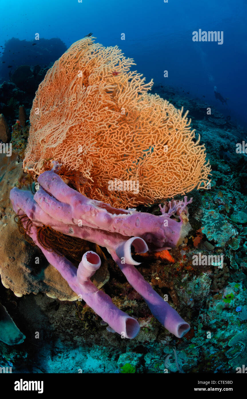Indopacific hi-res stock photography and images - Alamy