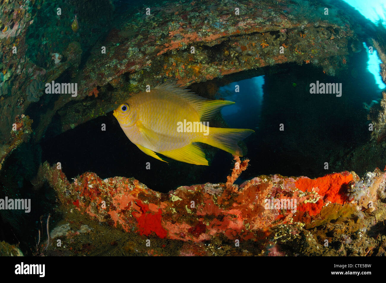 Golden damselfishes amblyglyphidodon aureus hi-res stock photography ...