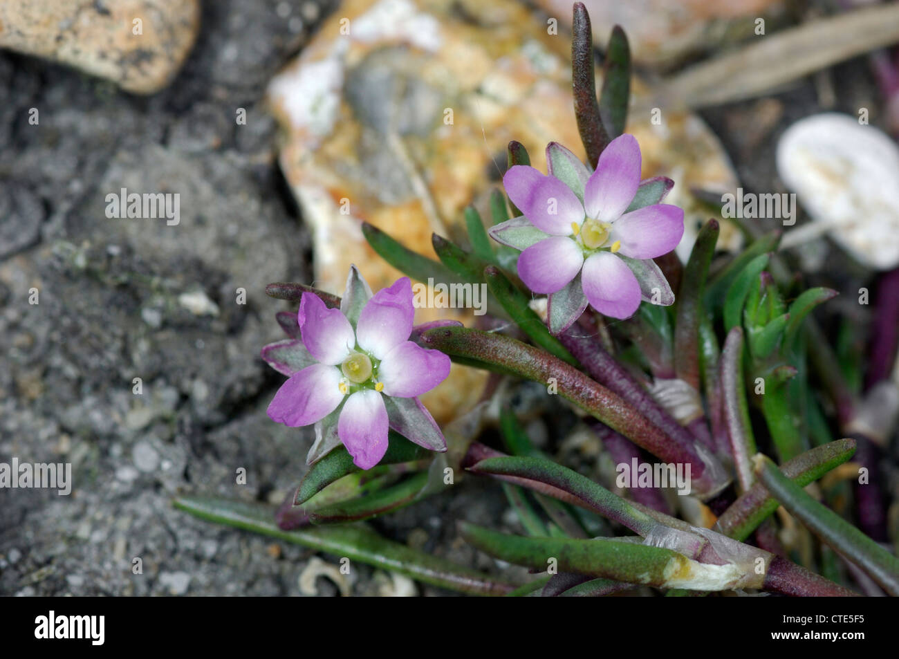 Spergularia marina hi-res stock photography and images - Alamy