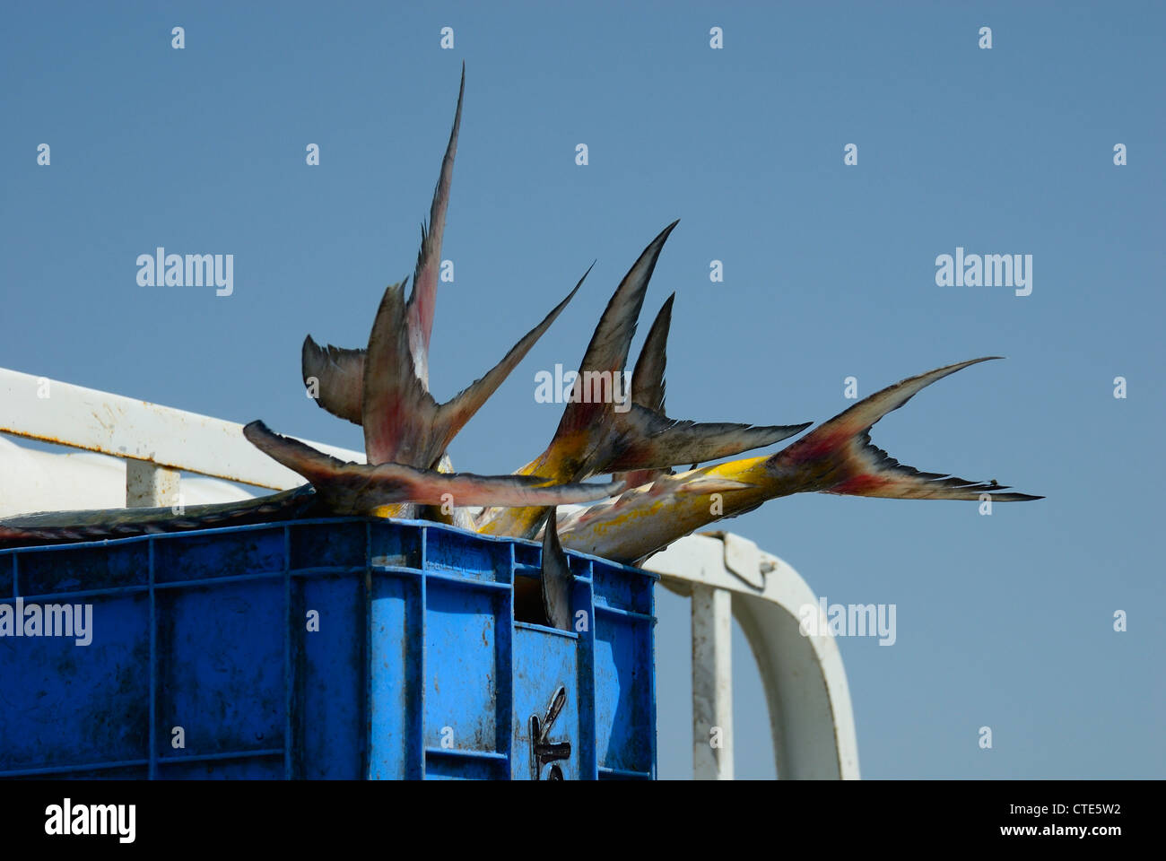 Unloading the catch of tuna and other fish at Masirah Island, Oman ...