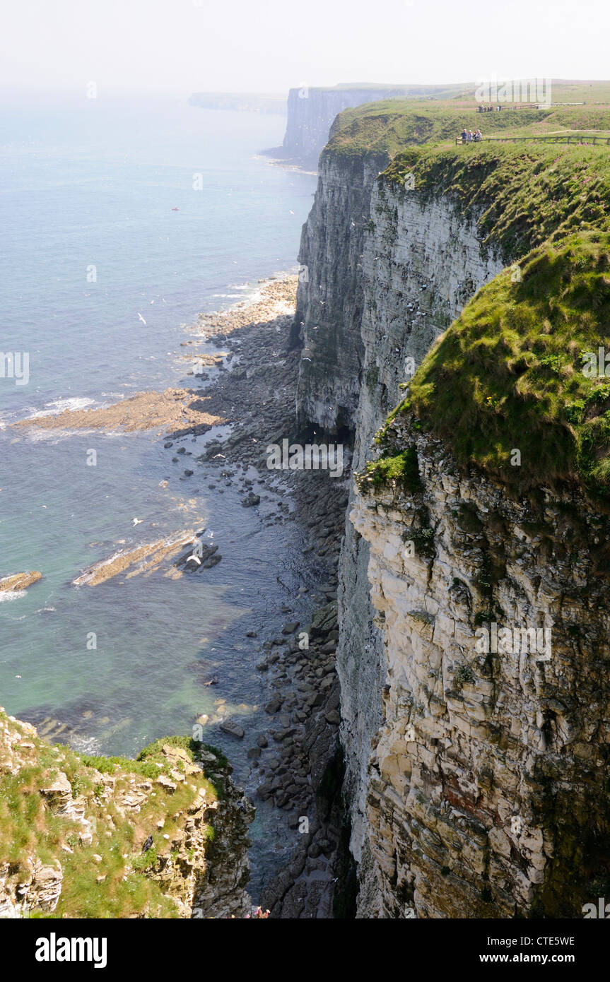 Bempton cliff hi-res stock photography and images - Alamy