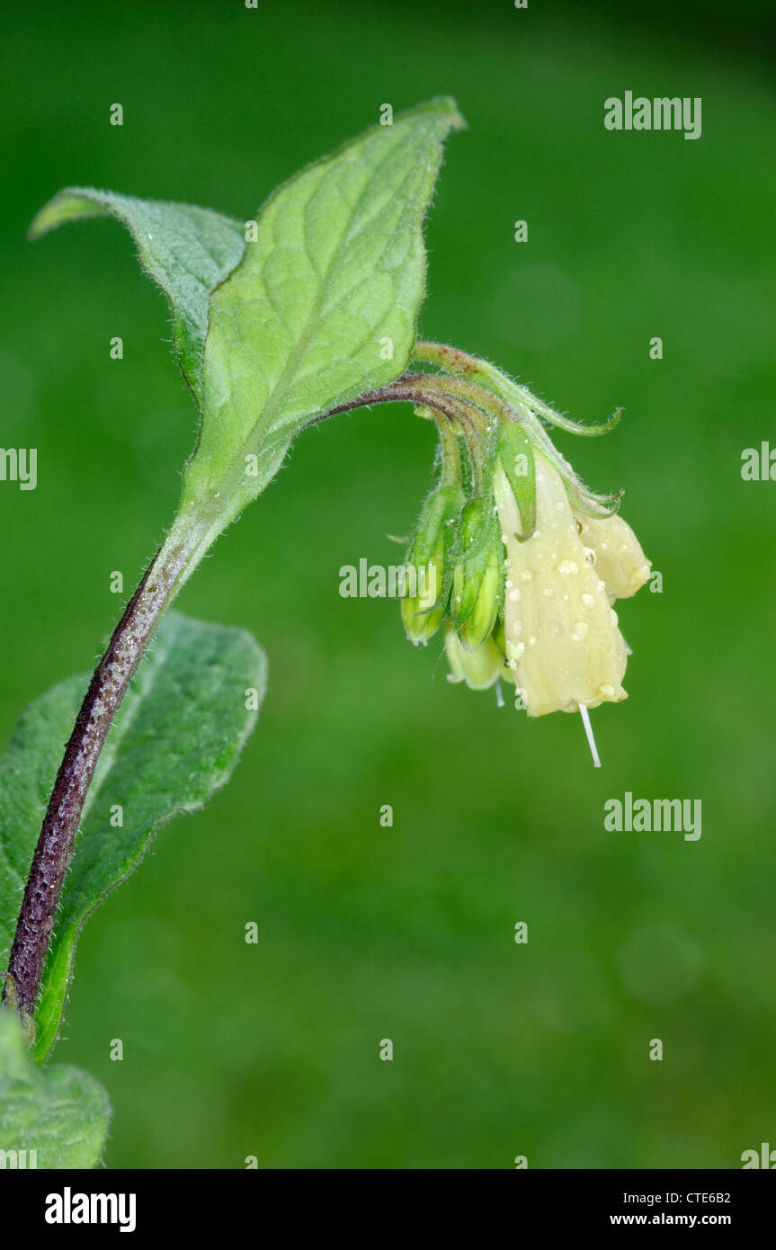 TUBEROUS COMFREY Symphytum tuberosum (Boraginaceae Stock Photo - Alamy