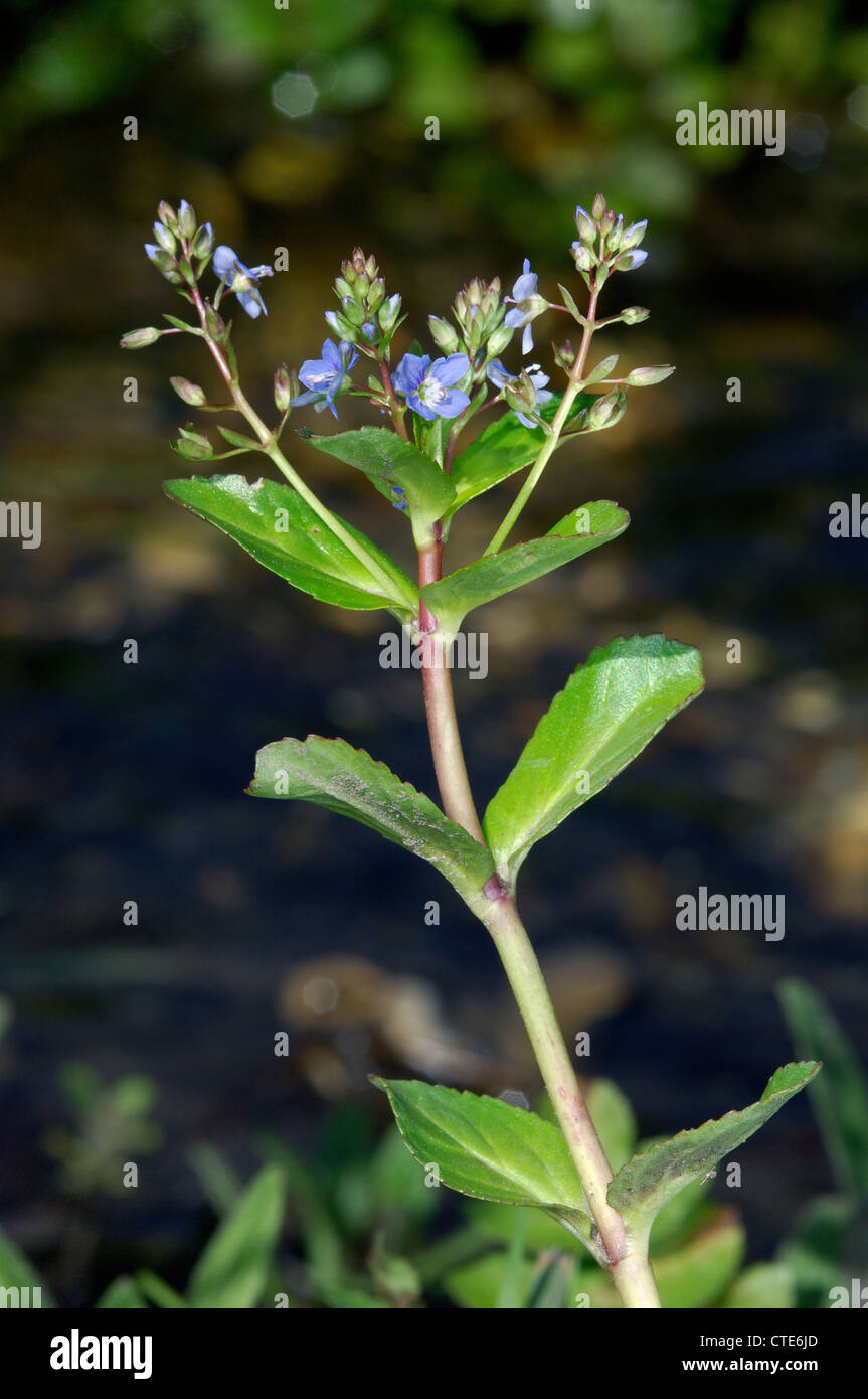 BROOKLIME Veronica beccabunga (Scrophulariaceae Stock Photo - Alamy