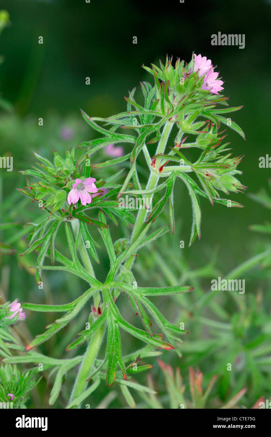 CUT-LEAVED CRANE’S-BILL Geranium dissectum (Geraniaceae Stock Photo - Alamy