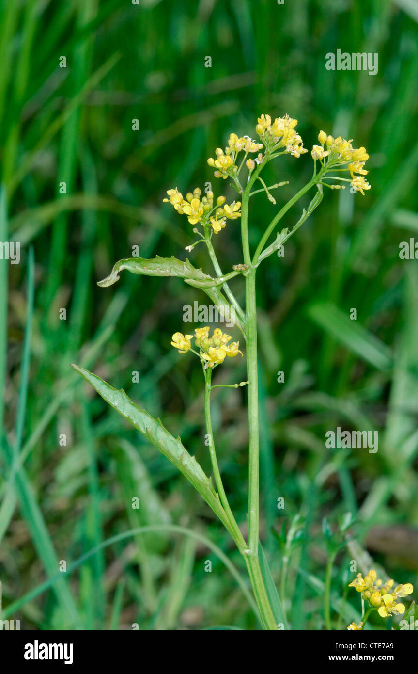 GREAT YELLOW-CRESS Rorippa amphibia (Brassicaceae Stock Photo - Alamy