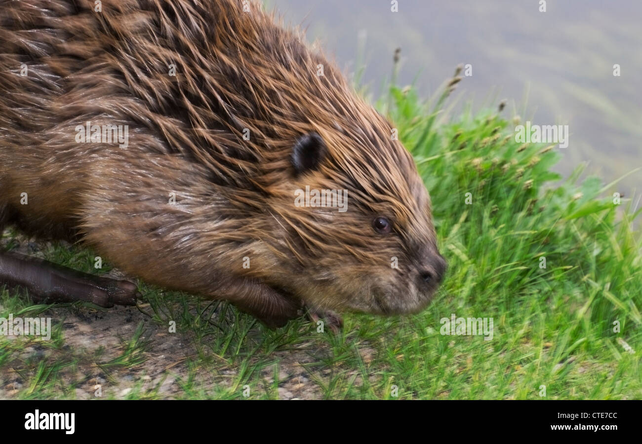 Beaver (Castor canadensis) emerges from the Yellowstone River ...