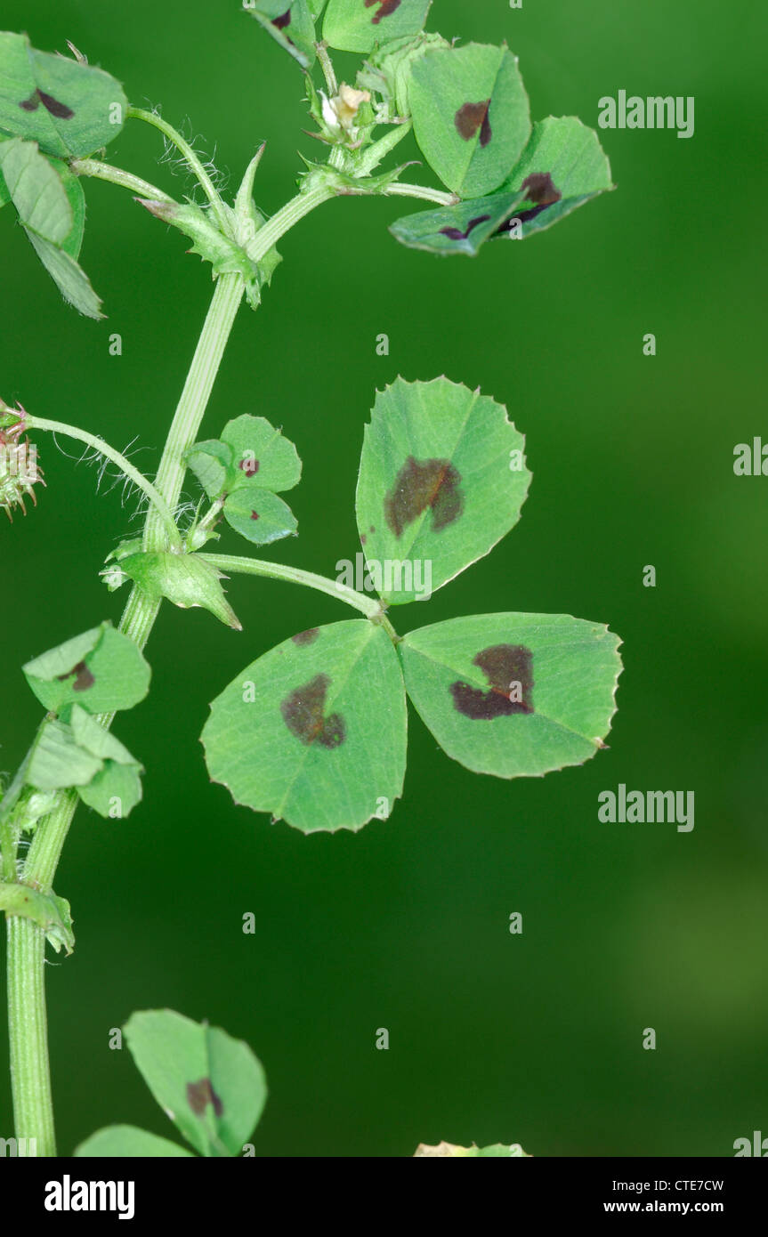 SPOTTED MEDICK Medicago arabica (Fabaceae Stock Photo - Alamy