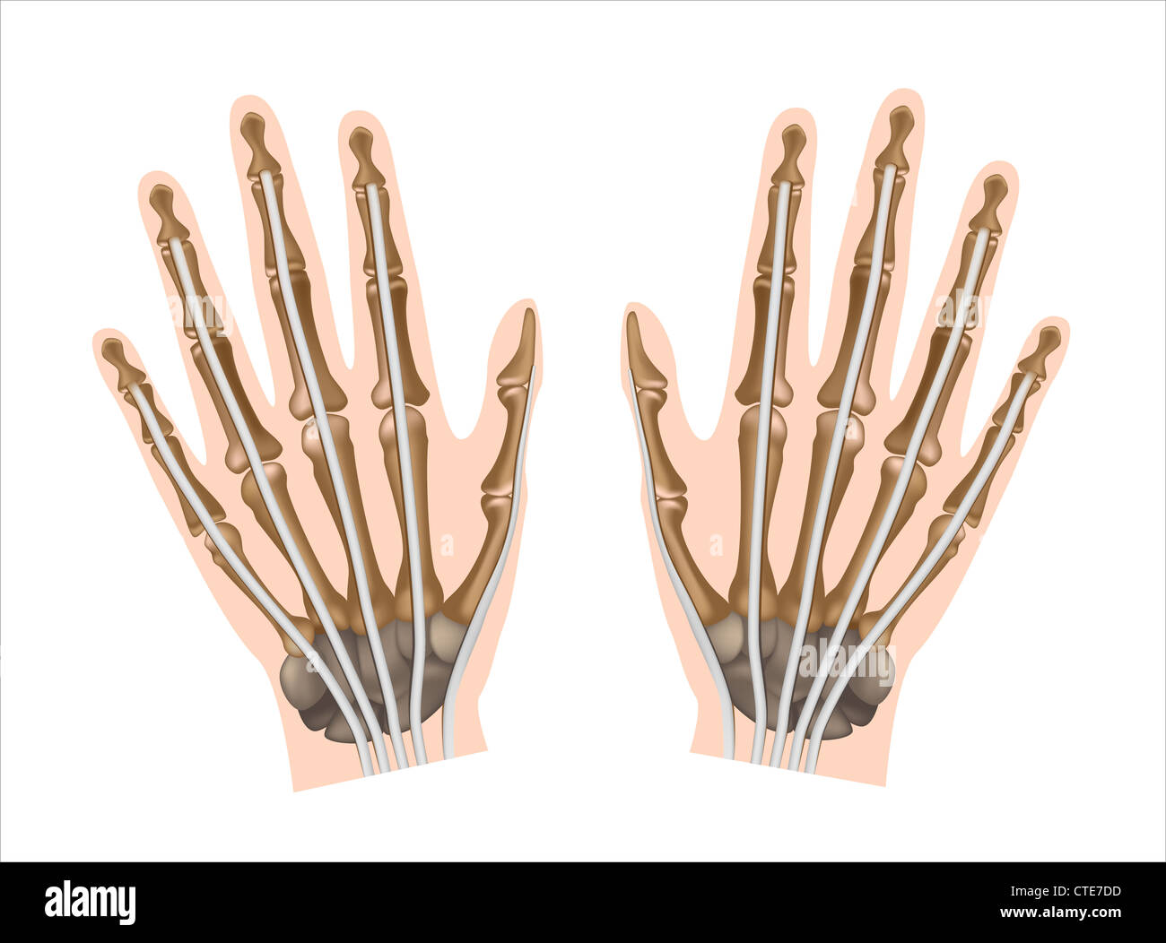 Human hand anatomy Stock Photo - Alamy