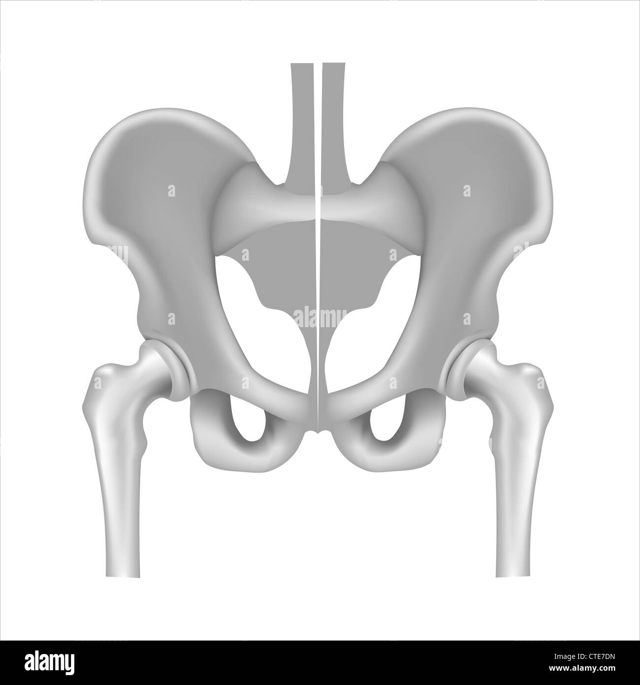 Anatomy hip joint diagram hi-res stock photography and images - Alamy
