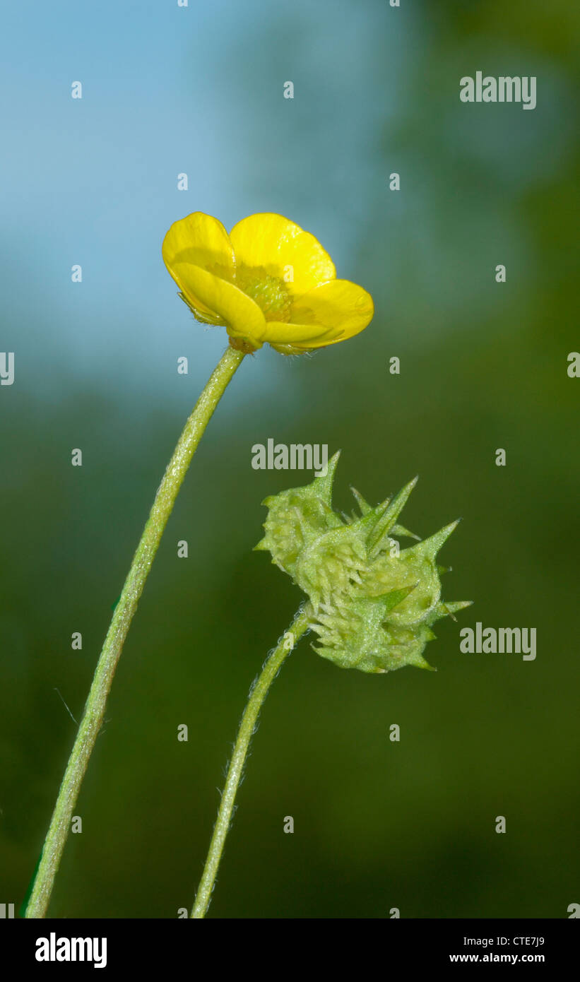 CORN BUTTERCUP Ranunculus arvensis (Ranunculaceae Stock Photo - Alamy