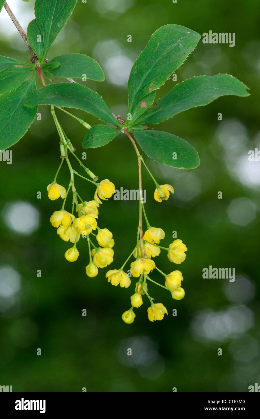 BARBERRY Berberis vulgaris (Berberidaceae Stock Photo - Alamy