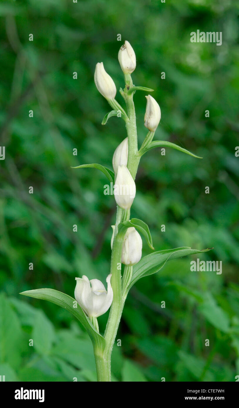 White helleborine cephalanthera damasonium hi-res stock photography and ...