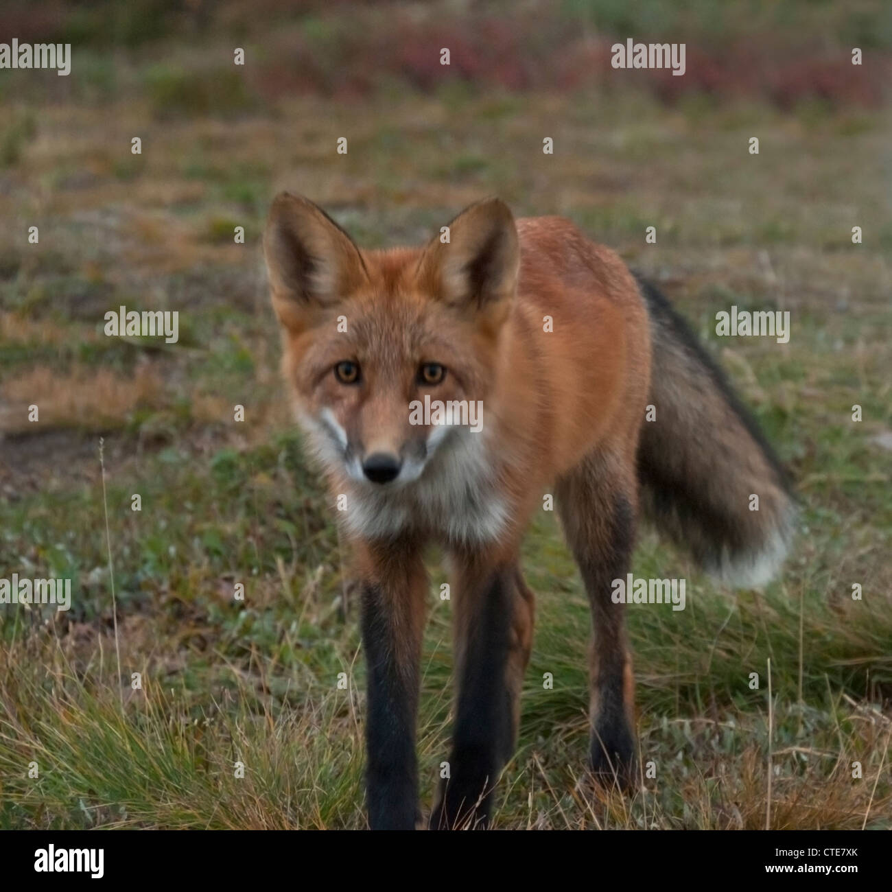 Alaska red fox hi-res stock photography and images - Alamy