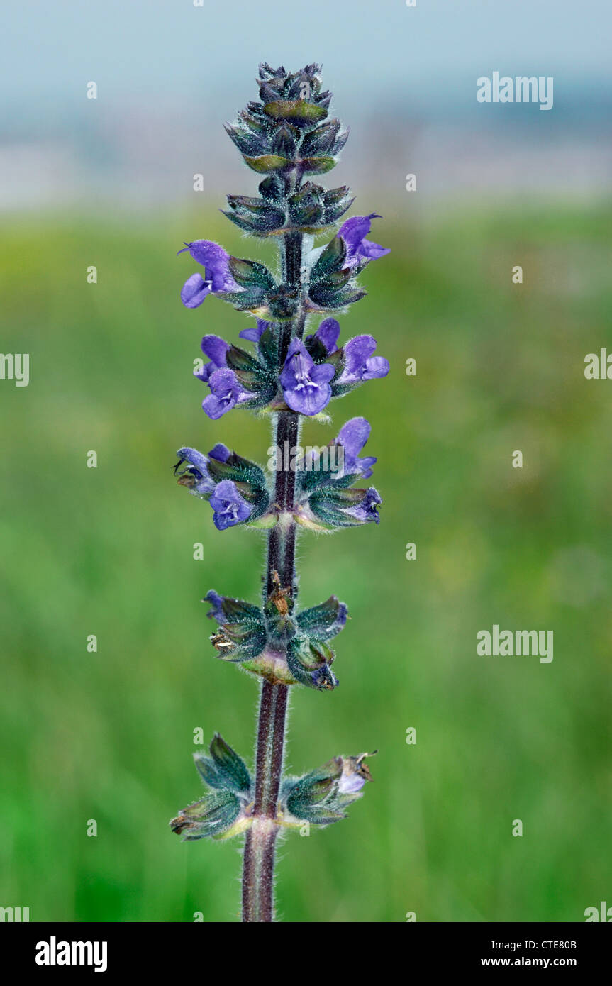 WILD CLARY Salvia verbenaca (Lamiaceae Stock Photo - Alamy