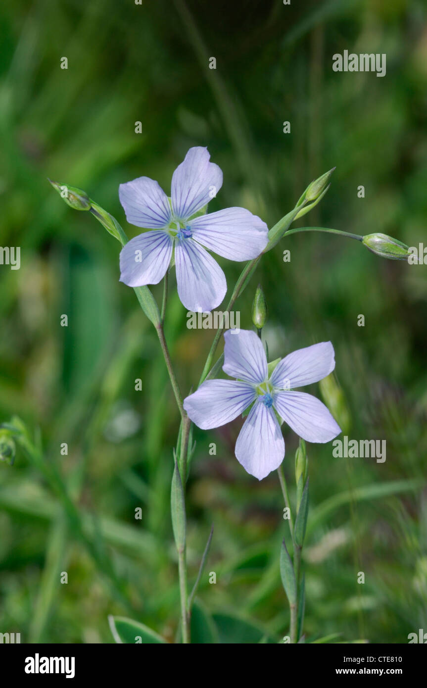 PERENNIAL FLAX Linum perenne (Linaceae Stock Photo - Alamy