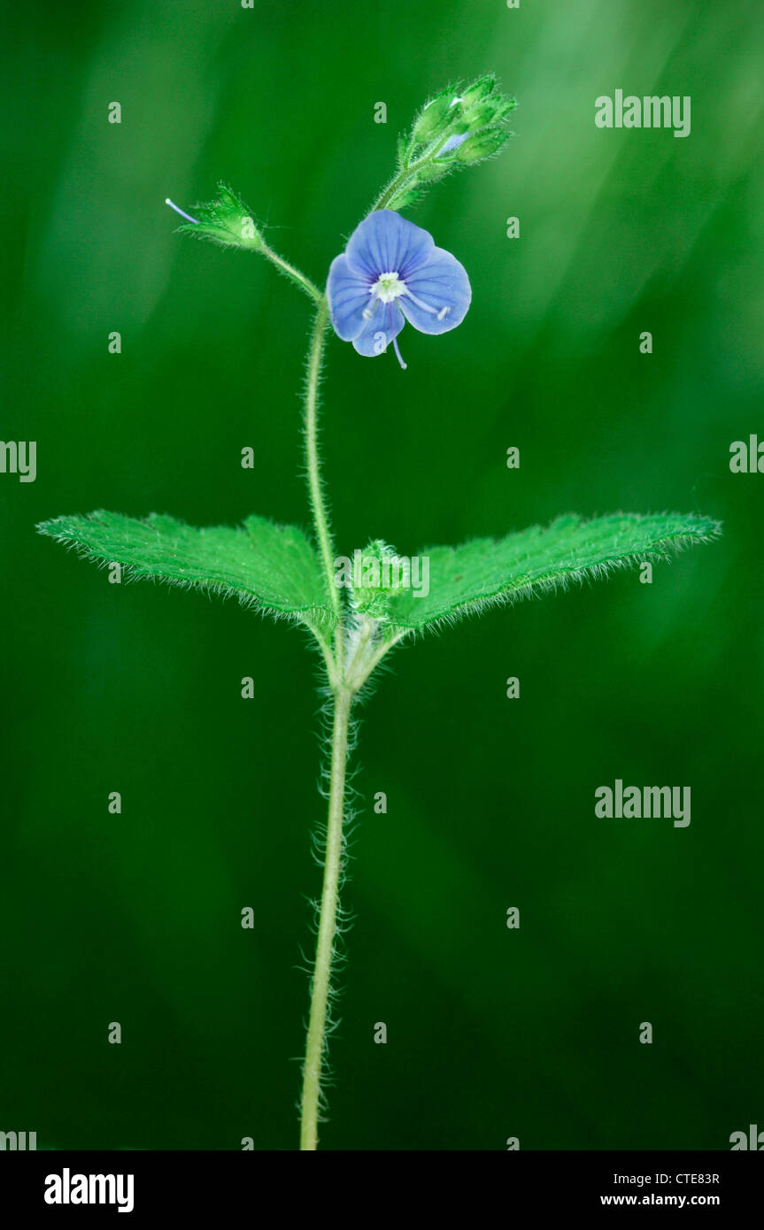 Wood speedwell hi-res stock photography and images - Alamy